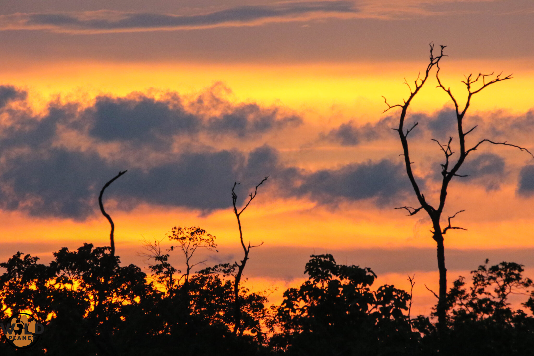 Discover the Best Time to Visit Bardia National Park - Wild Planet Eco ...