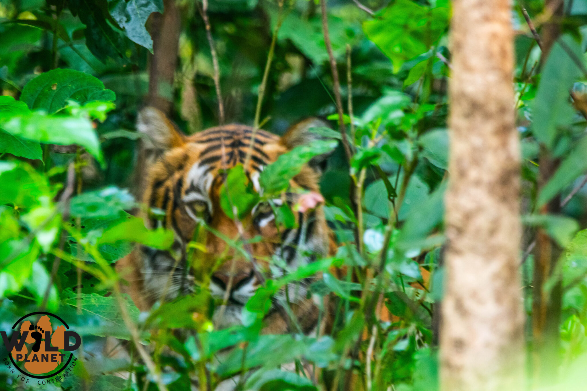 Discover the Best Time to Visit Bardia National Park - Wild Planet Eco ...